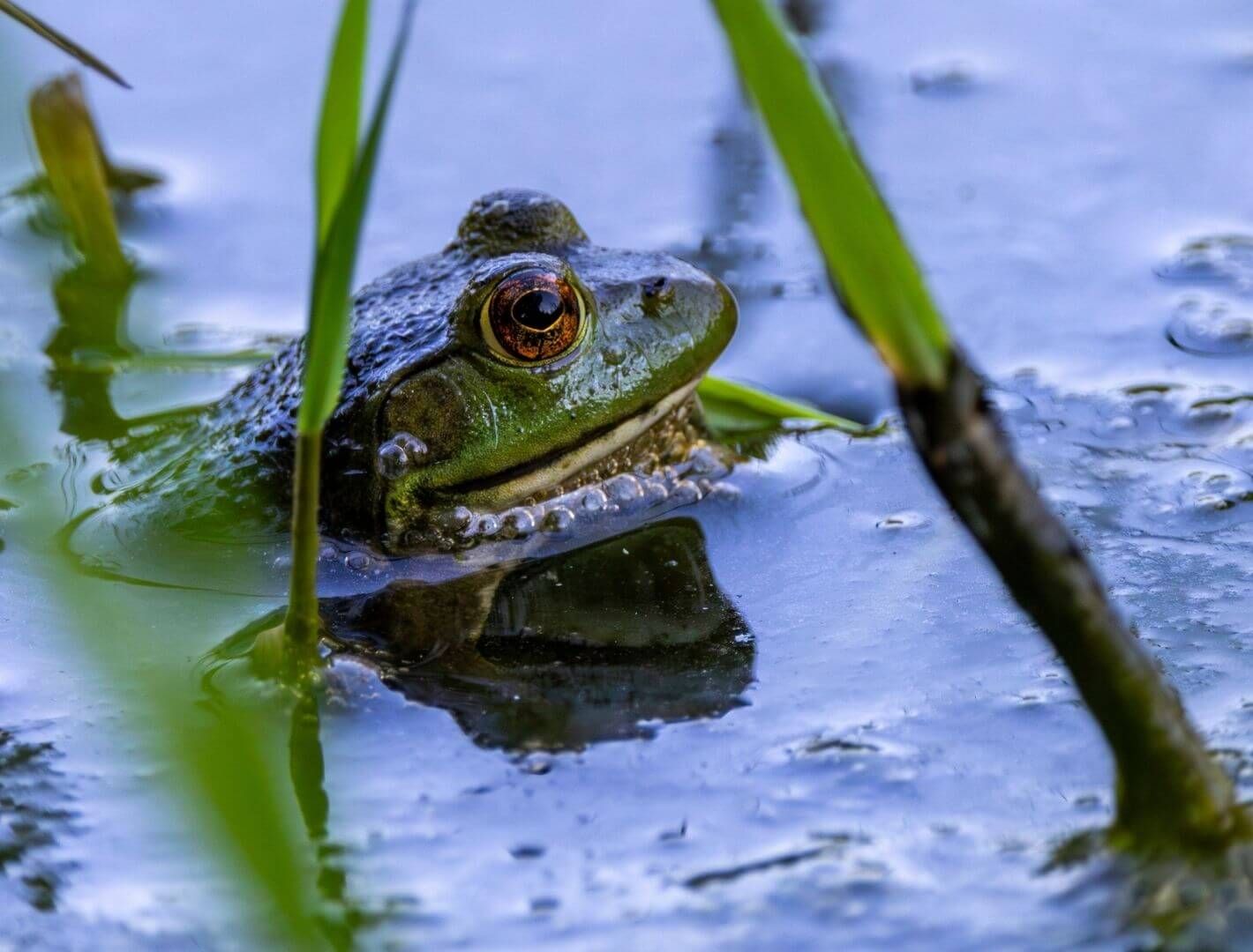 American Bullfrogs | The Largest Frog in North America