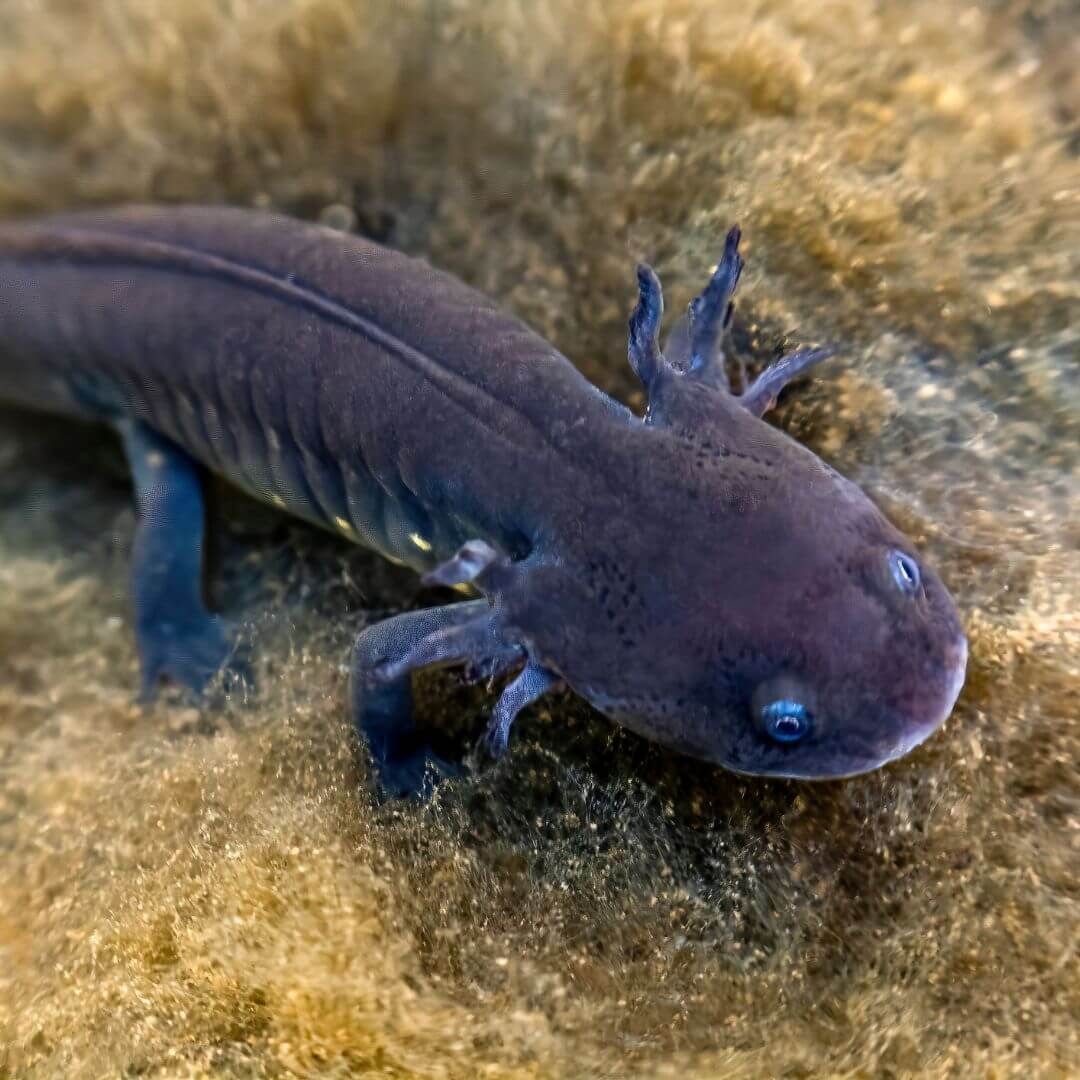 Axolotls | One of the World's Most Endangered Animals