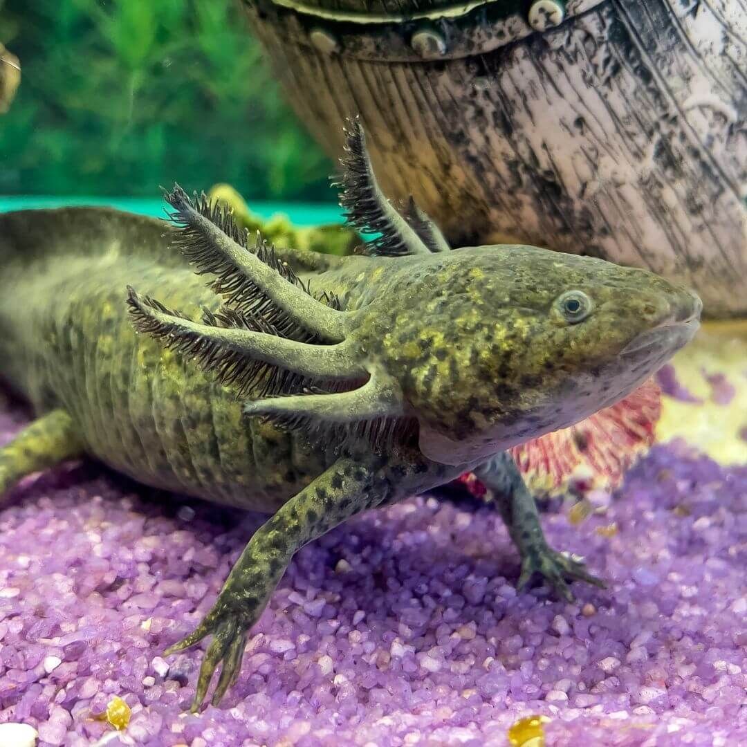 Axolotls | One of the World's Most Endangered Animals