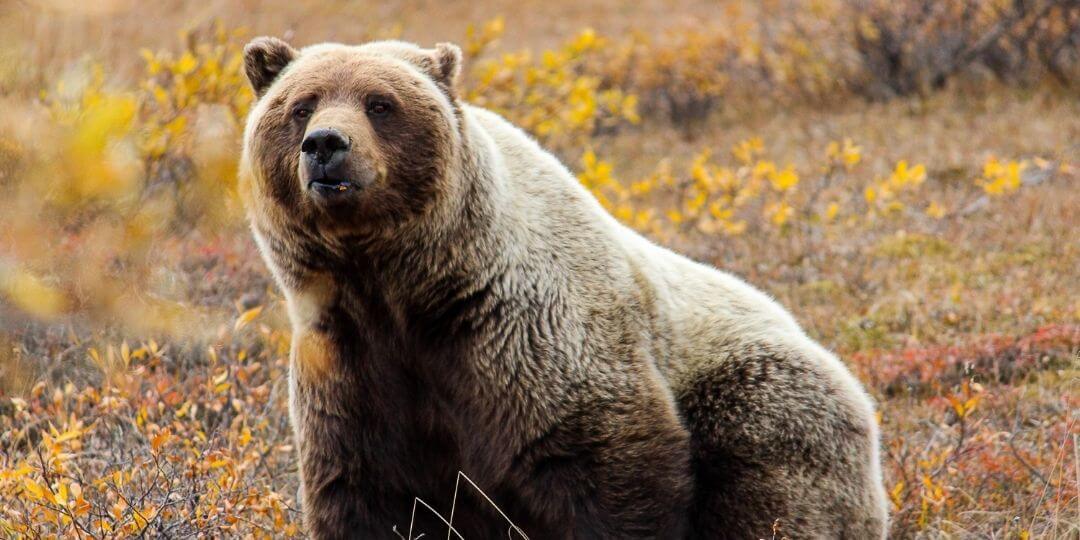 Animal Senses | How Do Animals Sense the World?