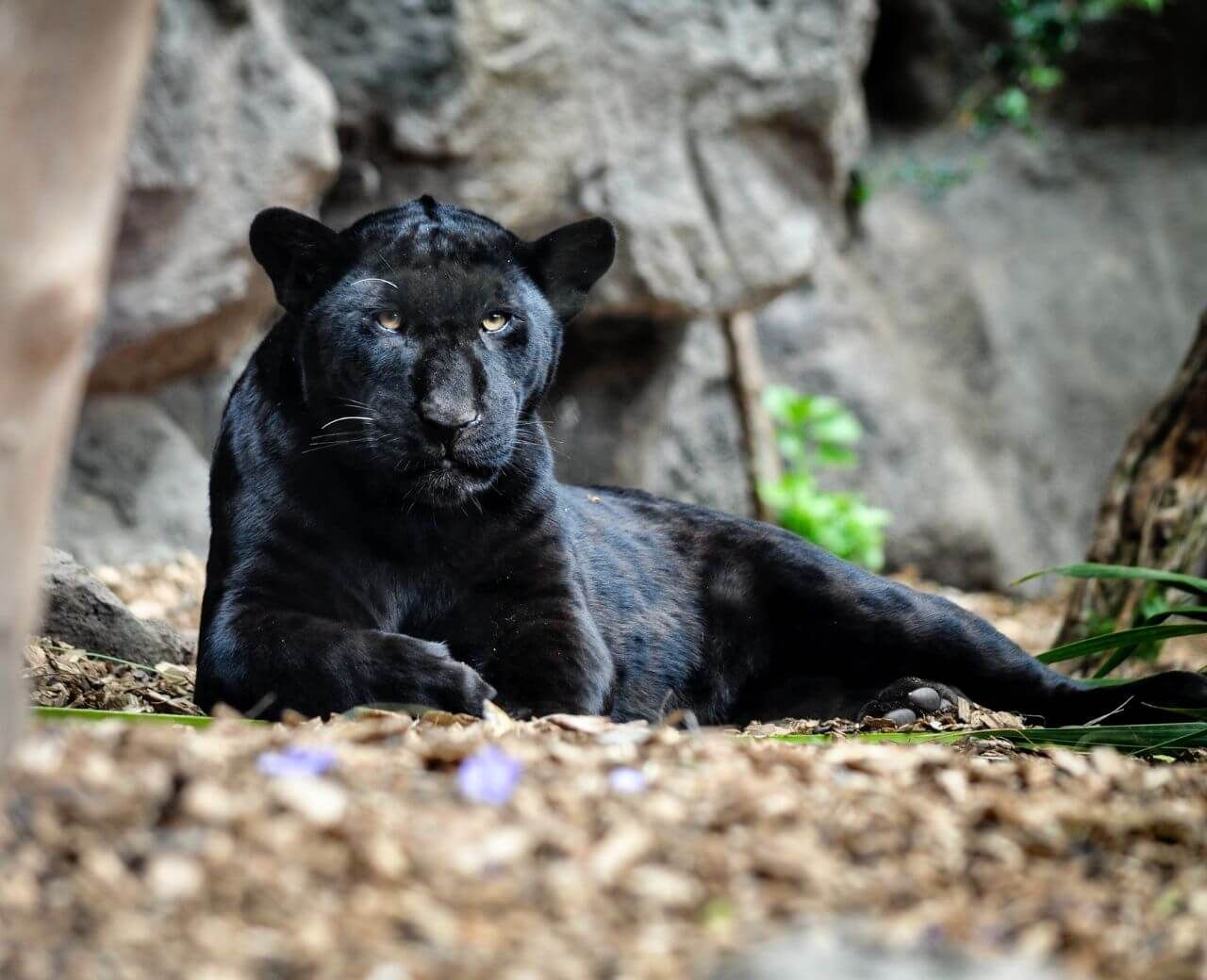 Color Mutations | Albino, Leucistic, and Melanistic Animals