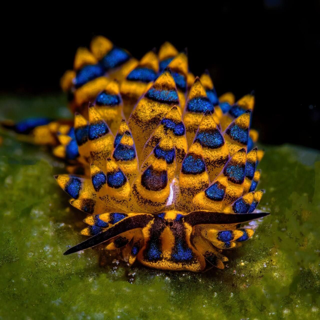 Nudibranchs | Colorful Sea Slugs