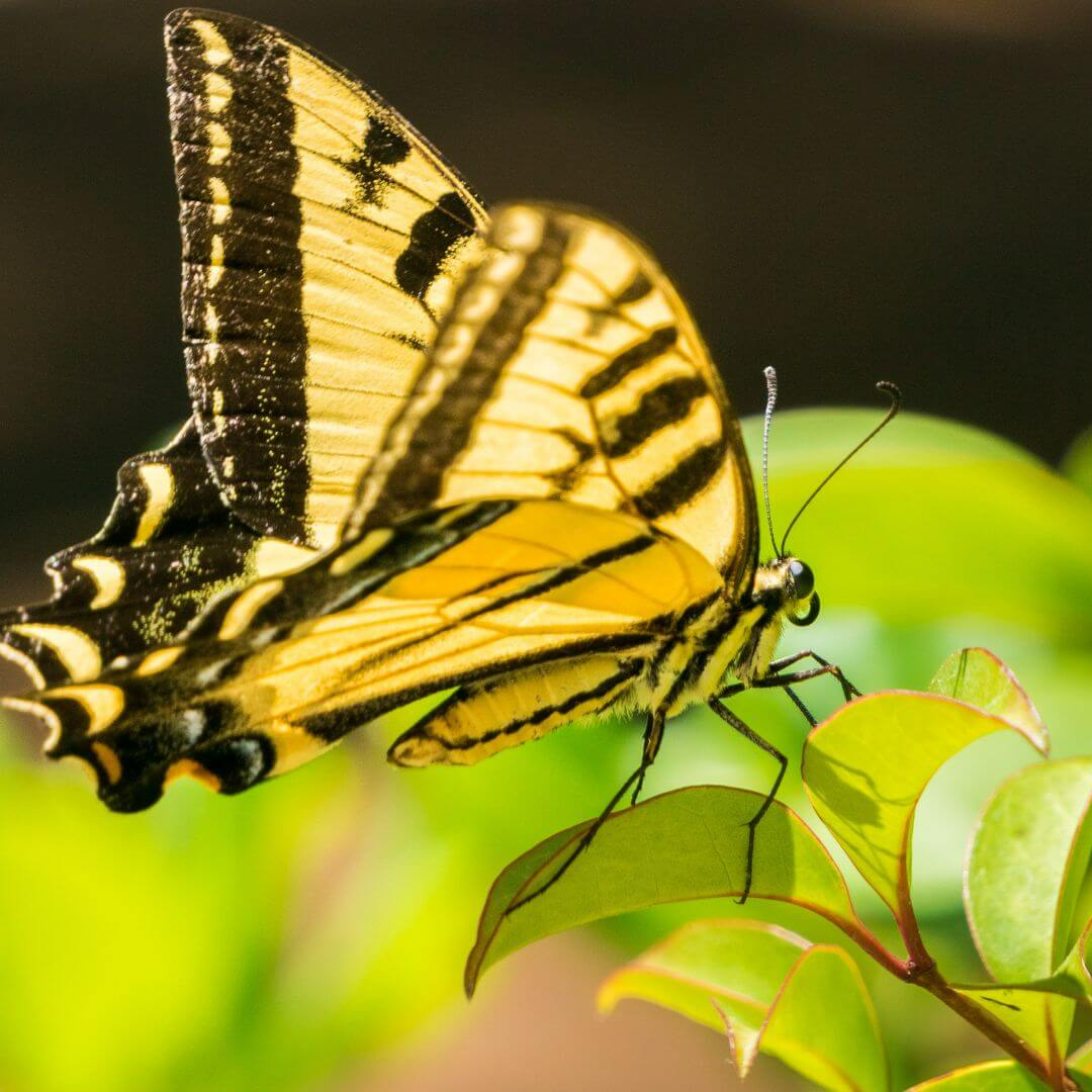 Animal Senses | How Do Animals Sense the World?