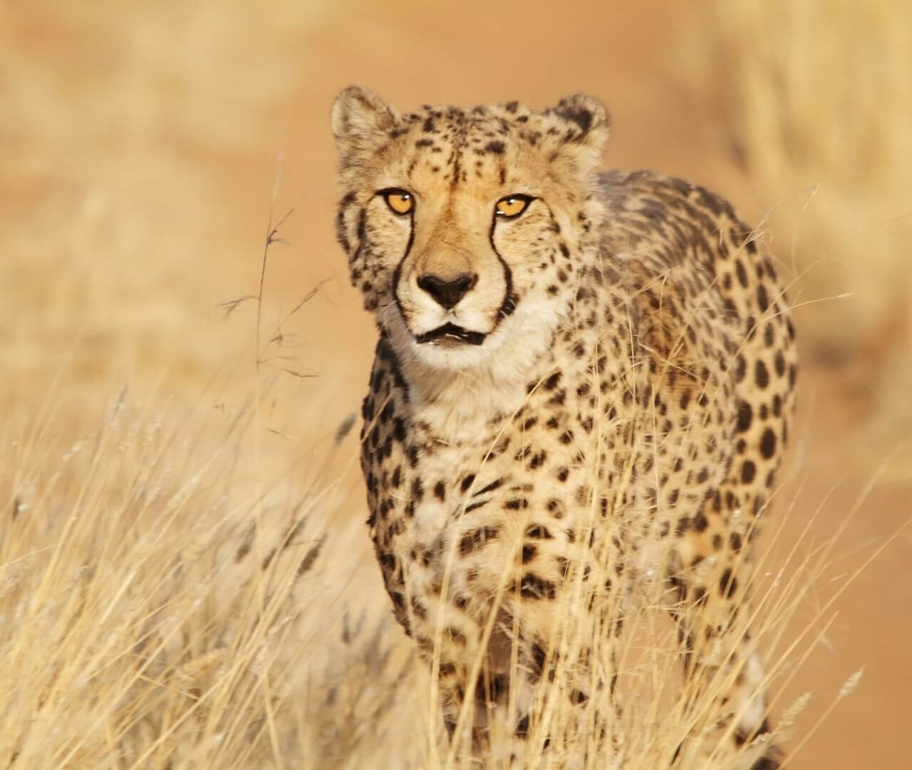 Cheetah Facts