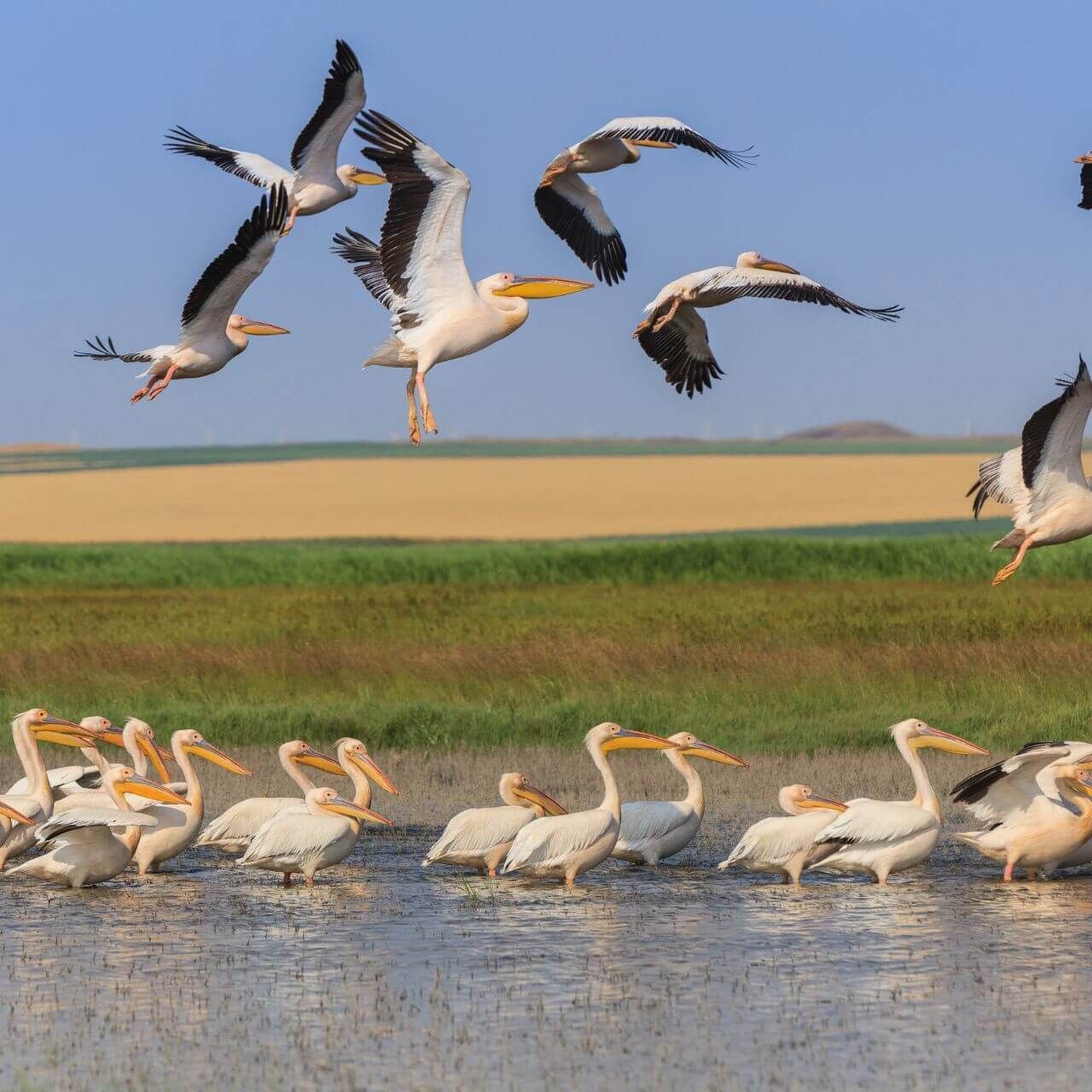 Pelicans | The Largest Beak of Any Bird