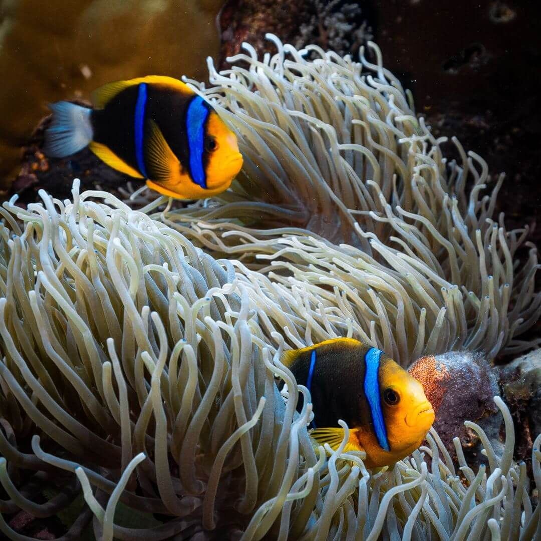 Clownfish | Life Within the Sea Anemone