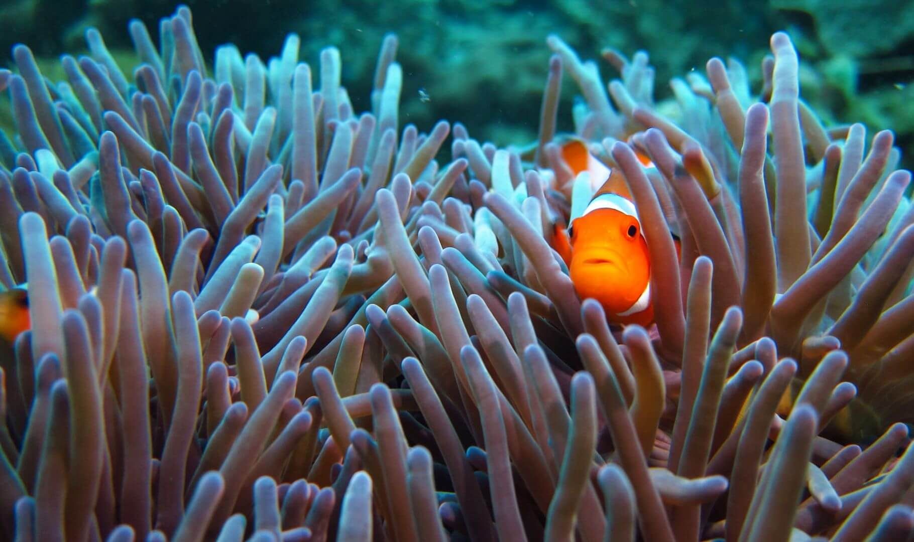 Clownfish | Life Within the Sea Anemone