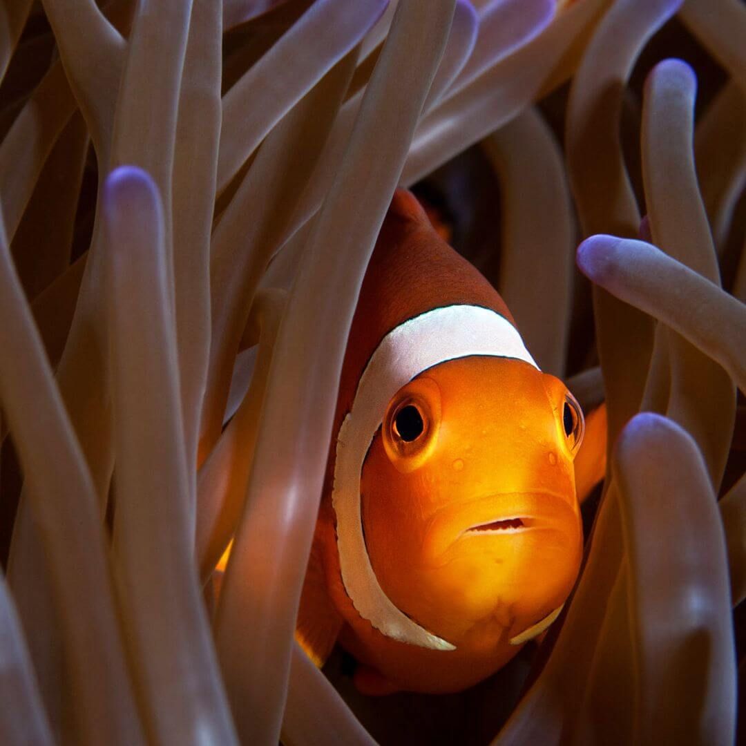 Clownfish | Life Within the Sea Anemone