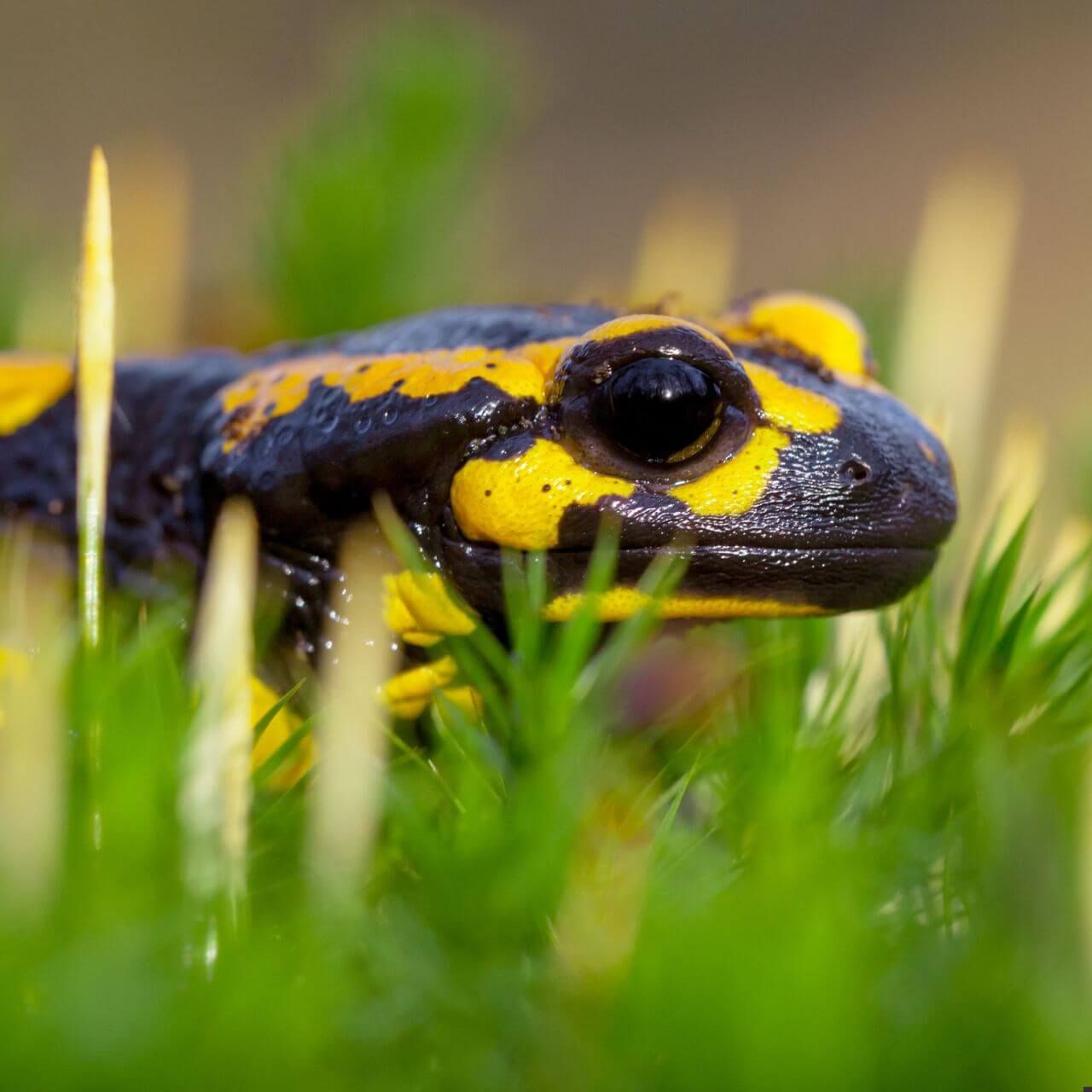 Fire Salamanders | Europe's Toxic Amphibian
