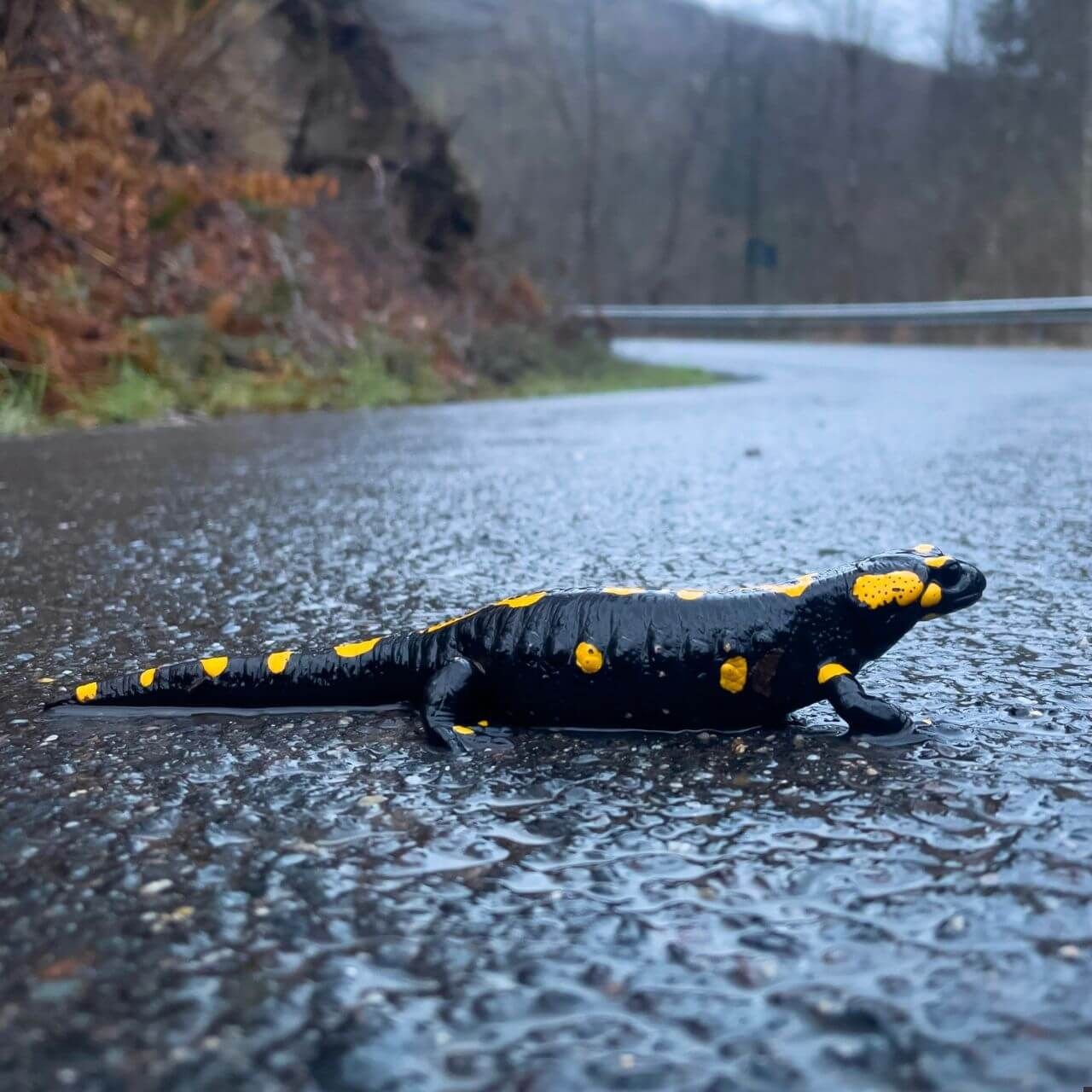 Fire Salamanders | Europe's Toxic Amphibian