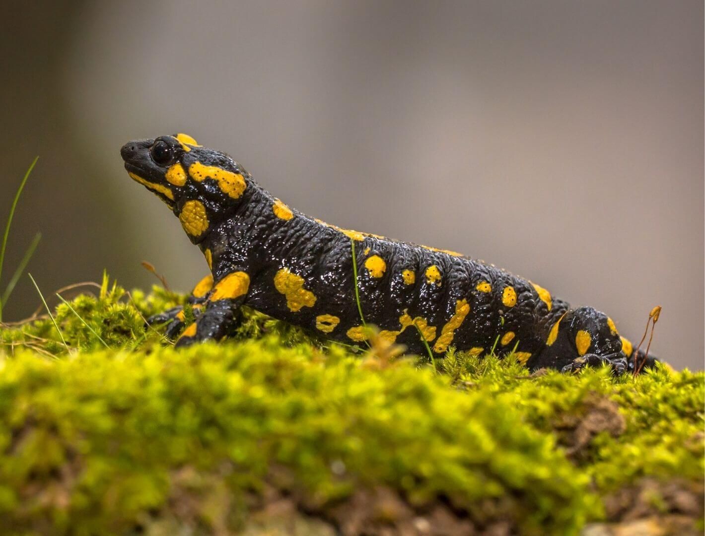 Fire Salamanders | Europe's Toxic Amphibian