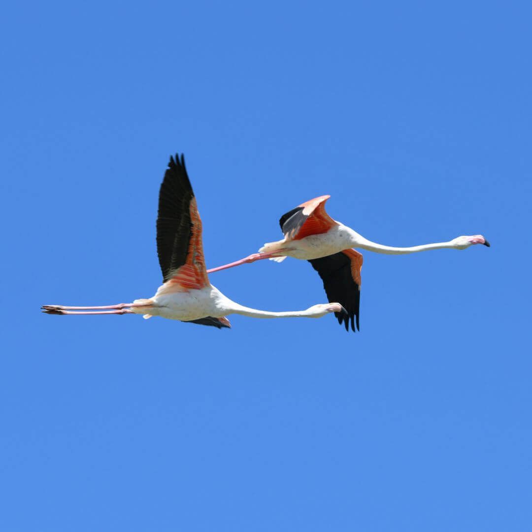 Flamingos