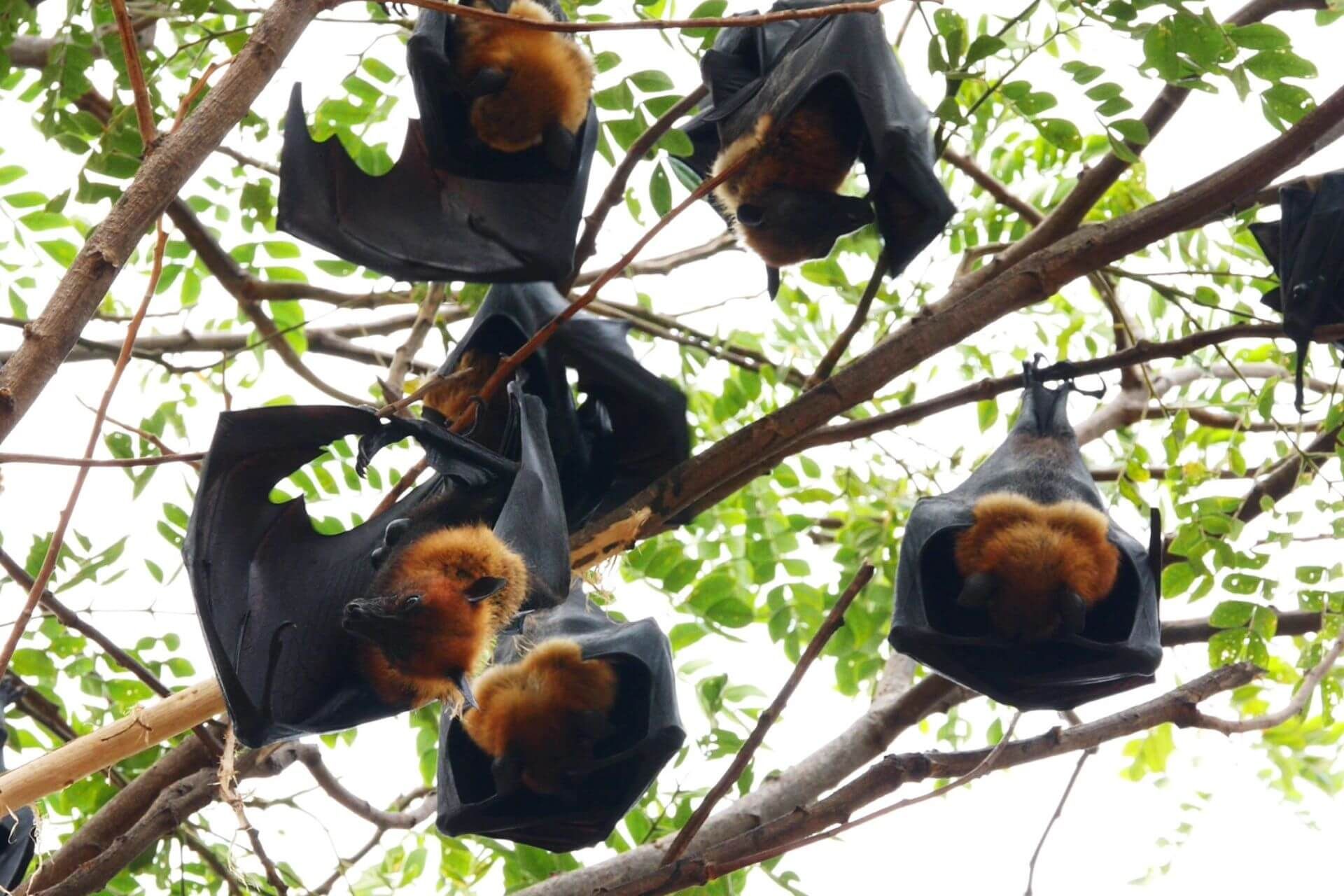 Flying Foxes