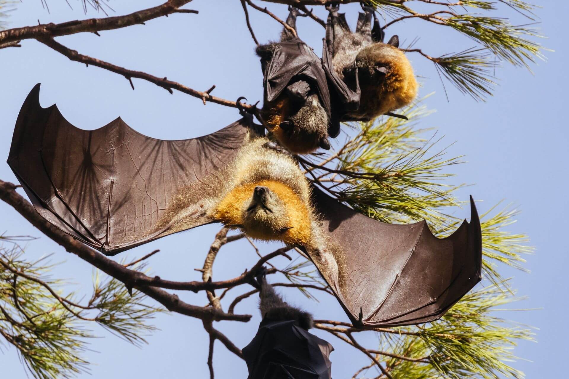 Flying Foxes