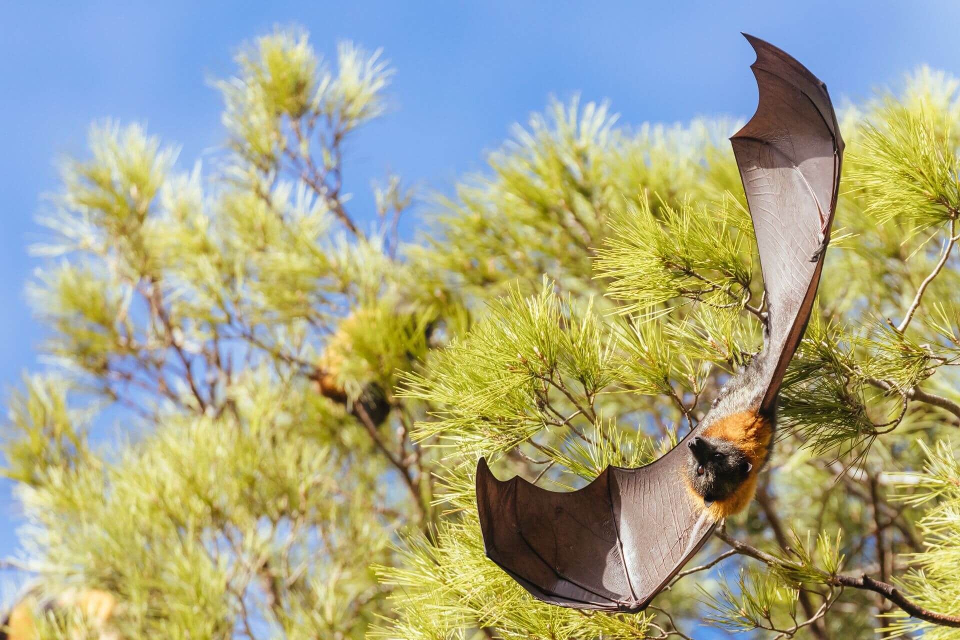 Flying Foxes