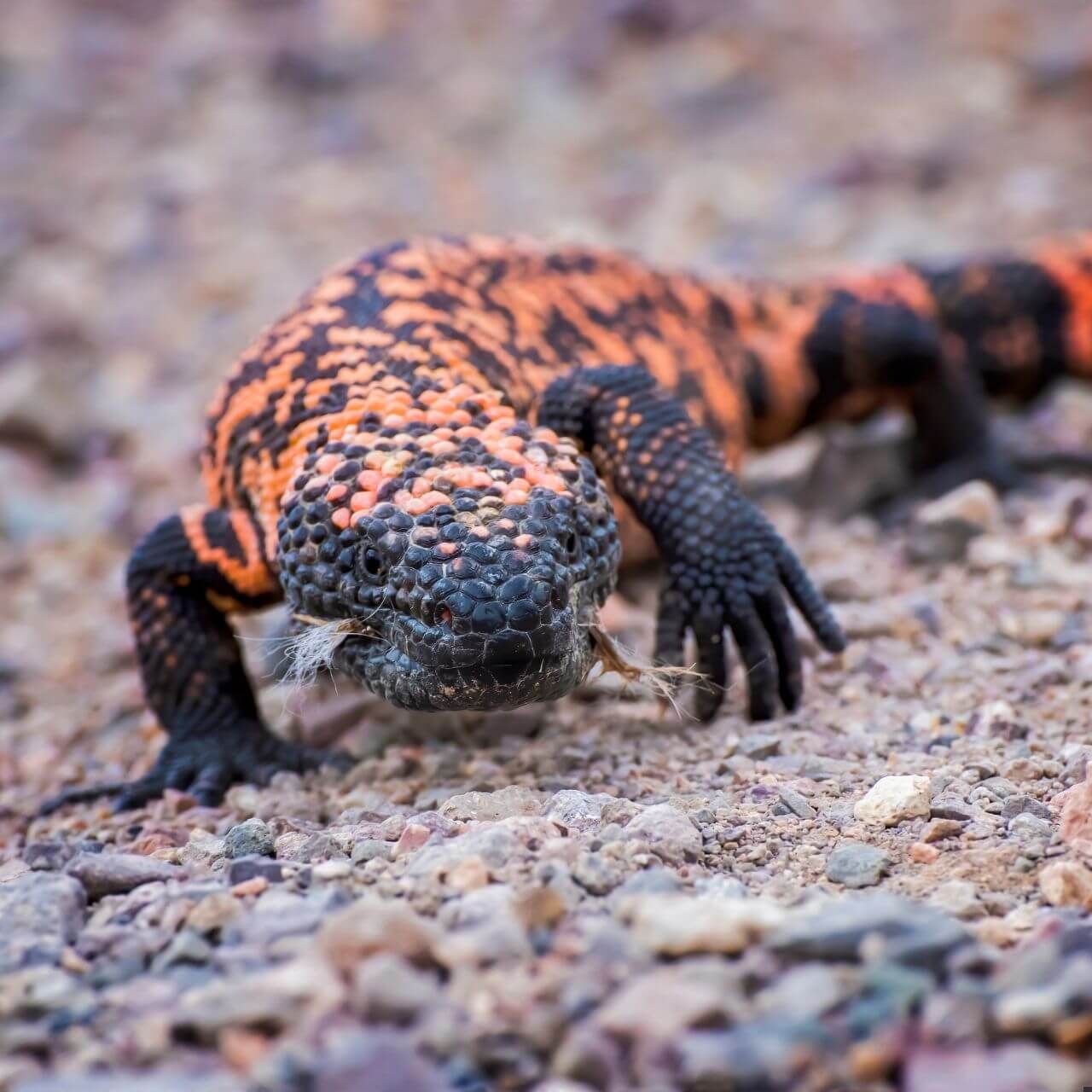 Gila Monsters