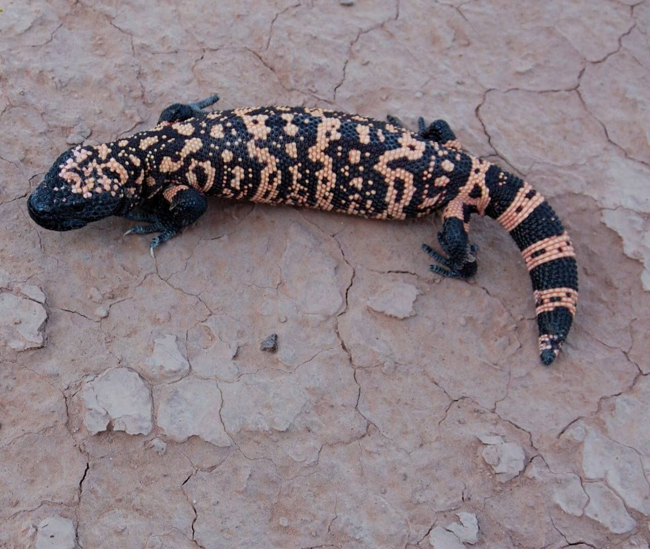 Gila Monsters