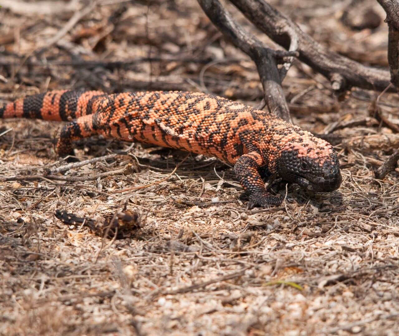 Gila Monsters