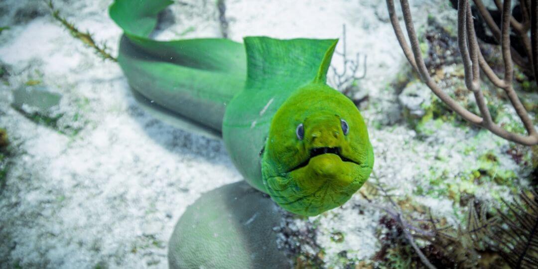 Moray Eels | Colorful, Reef-Dwelling Eels