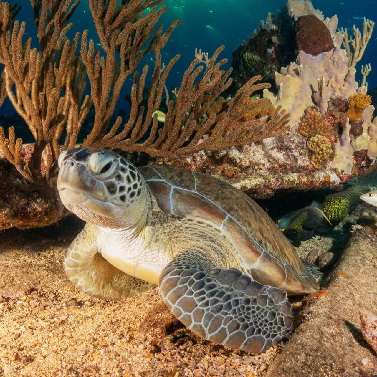 Green Sea Turtles