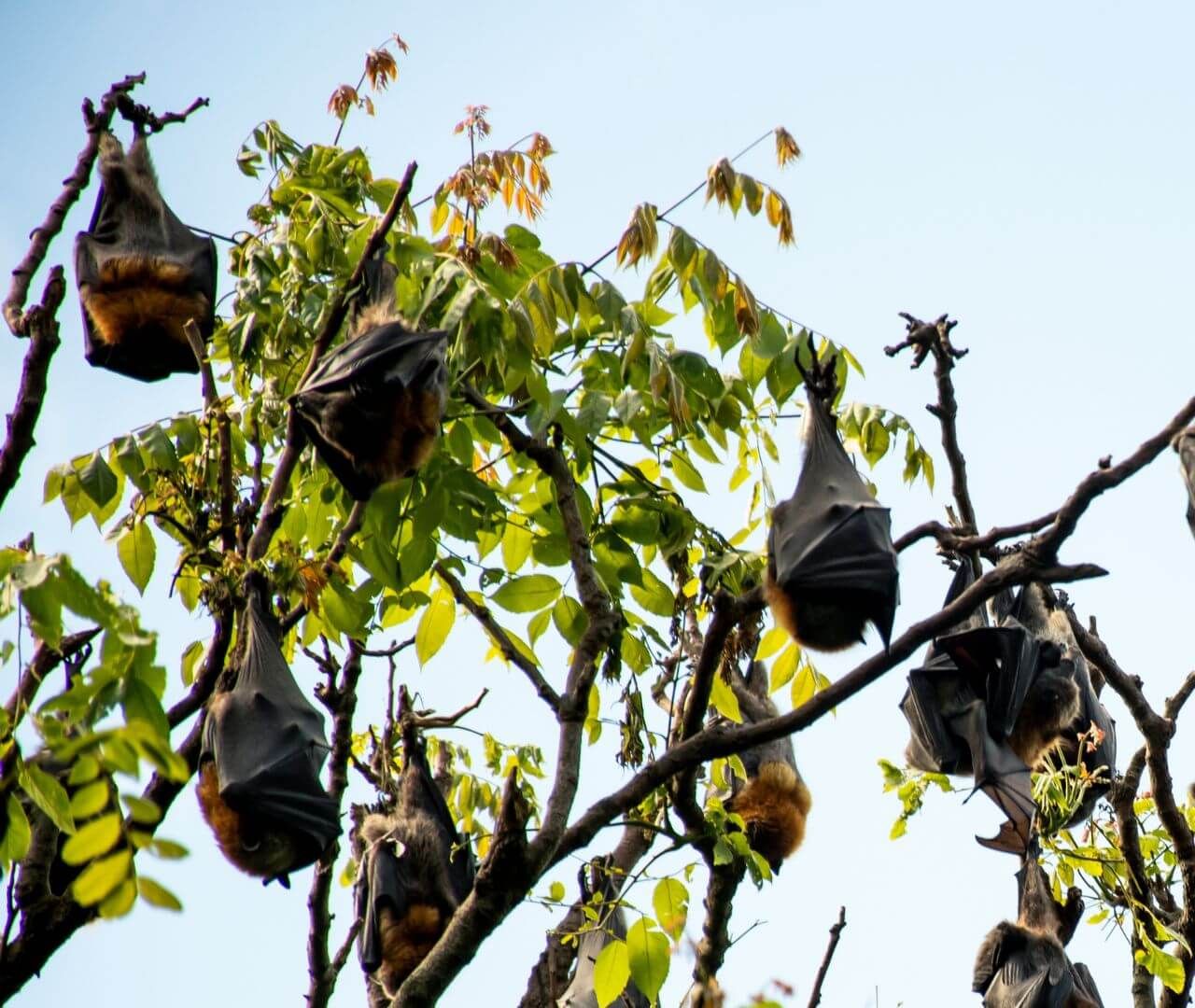 Flying Foxes
