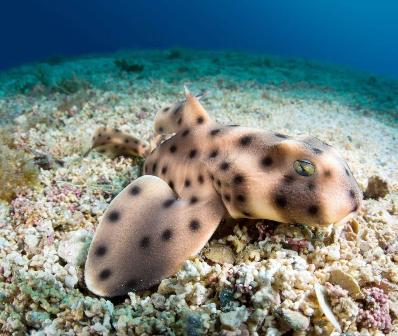 Sharks | Powerful (and Misunderstood) Ocean Predators
