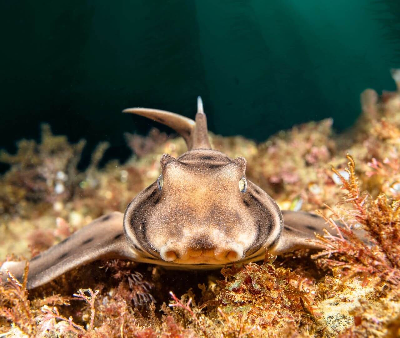 Sharks | Powerful (and Misunderstood) Ocean Predators
