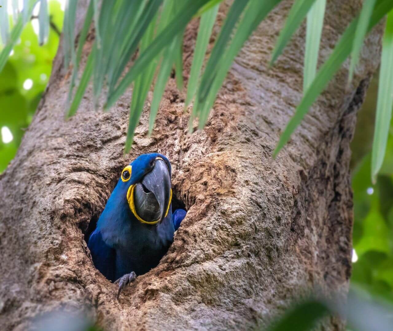 Macaws | The World's Largest Parrots