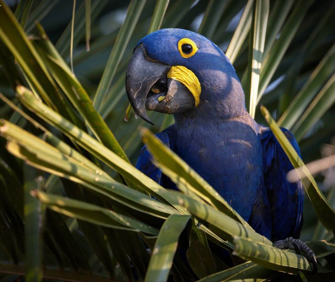 Macaws | The World's Largest Parrots