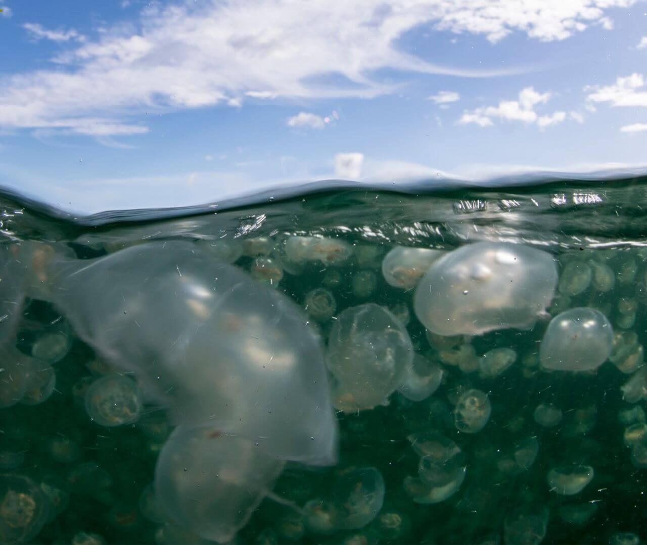 Jellyfish | Stinging Ocean Invertebrates