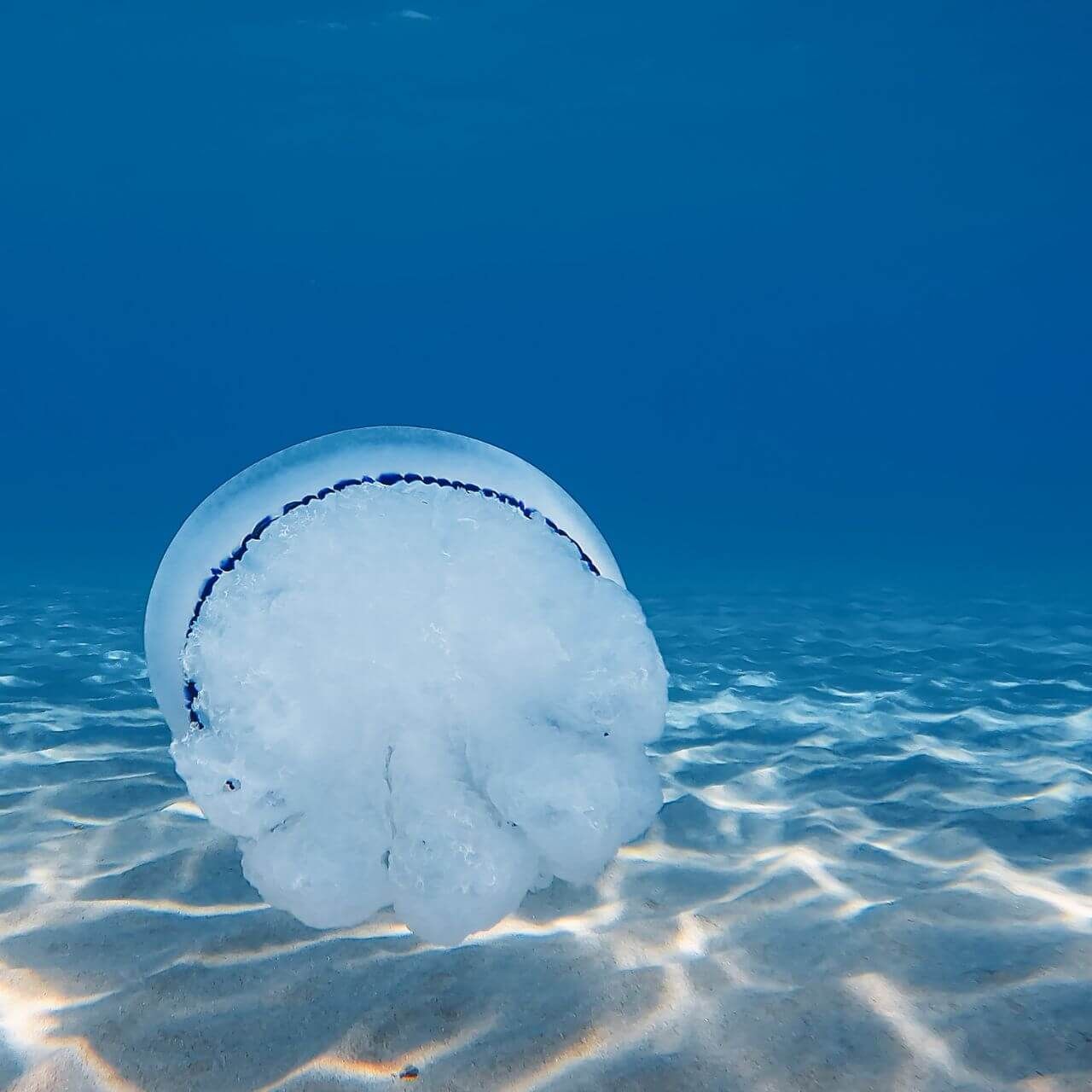 Jellyfish | Stinging Ocean Invertebrates