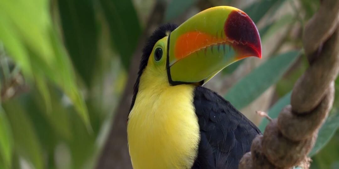 Toucans | Research Their Long, Colorful Beaks