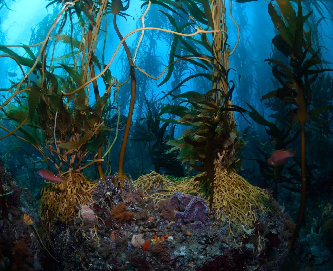 Kelp Forests | Home to Sea Otters and Urchins