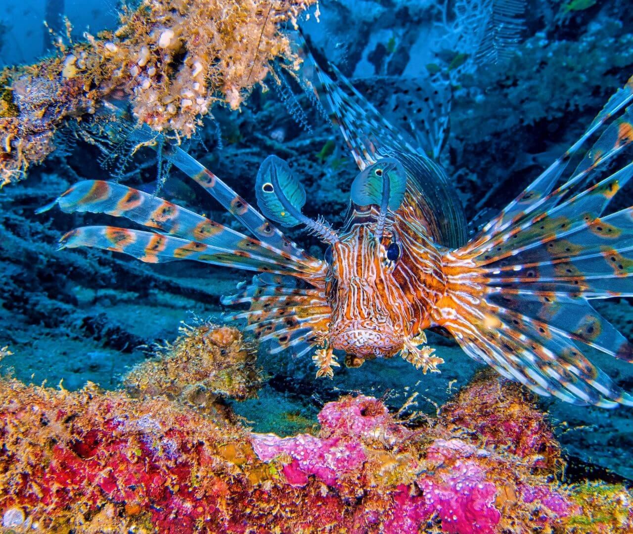 Lionfish | Invasive Species Takeover