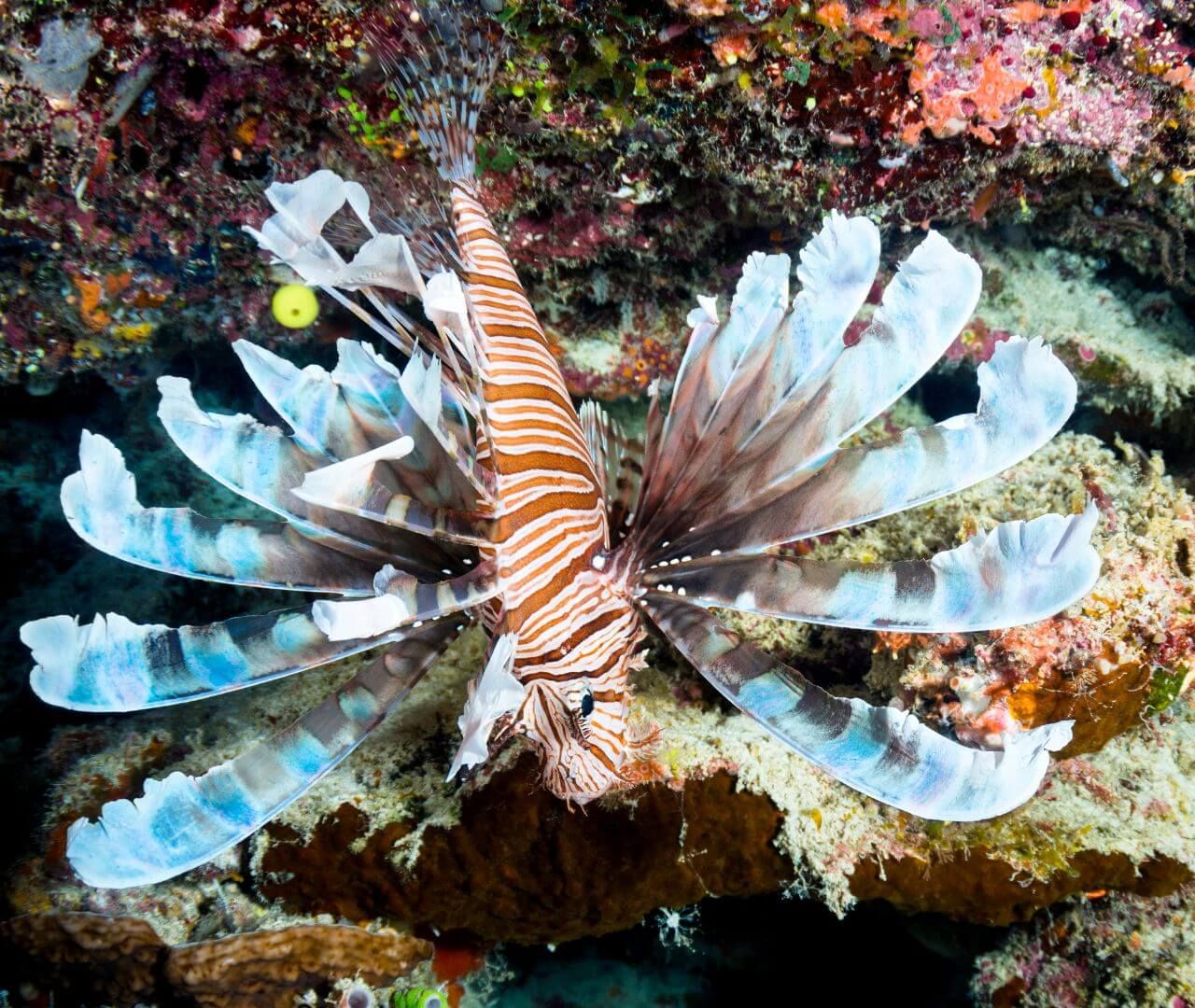 Lionfish | Invasive Species Takeover