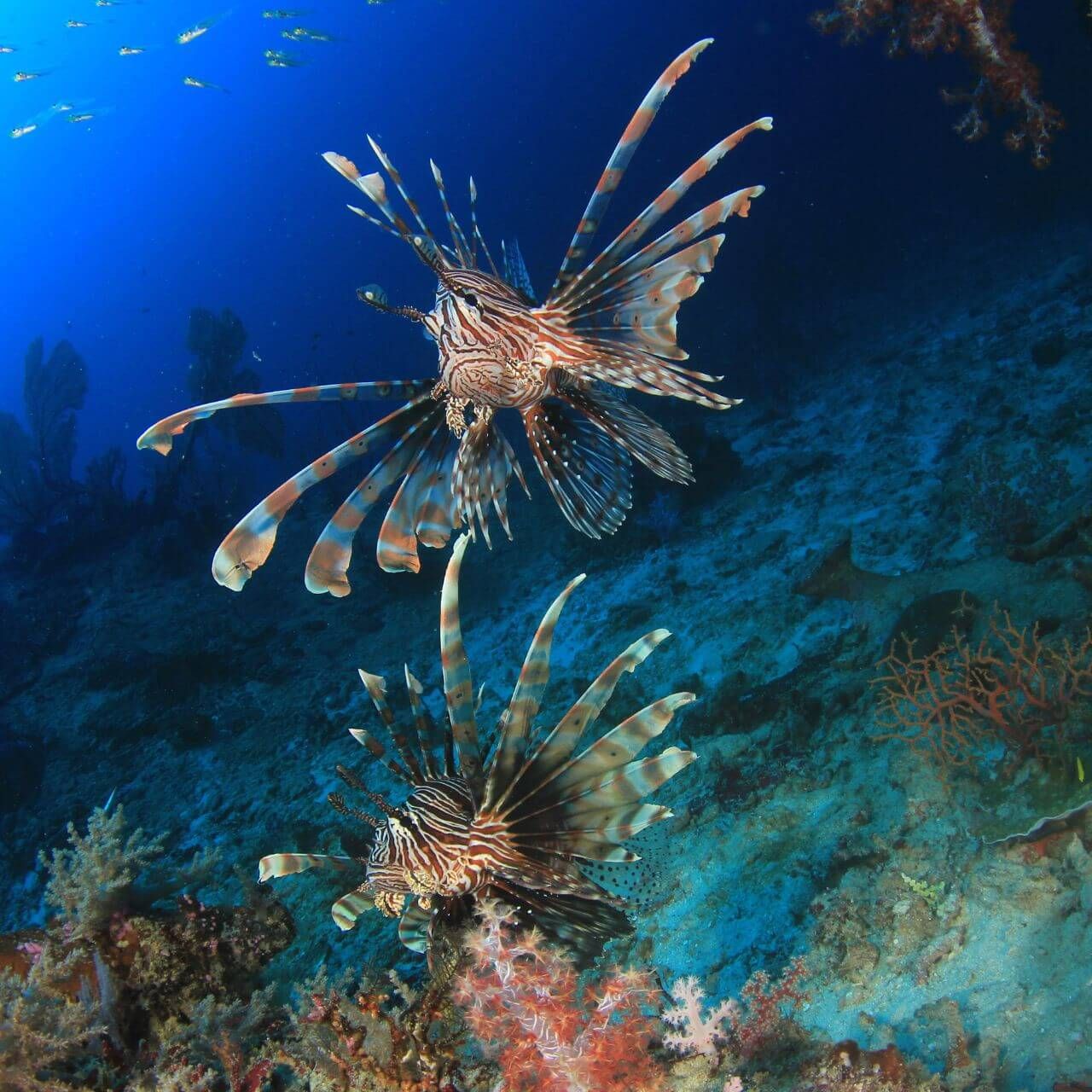 Lionfish | Invasive Species Takeover