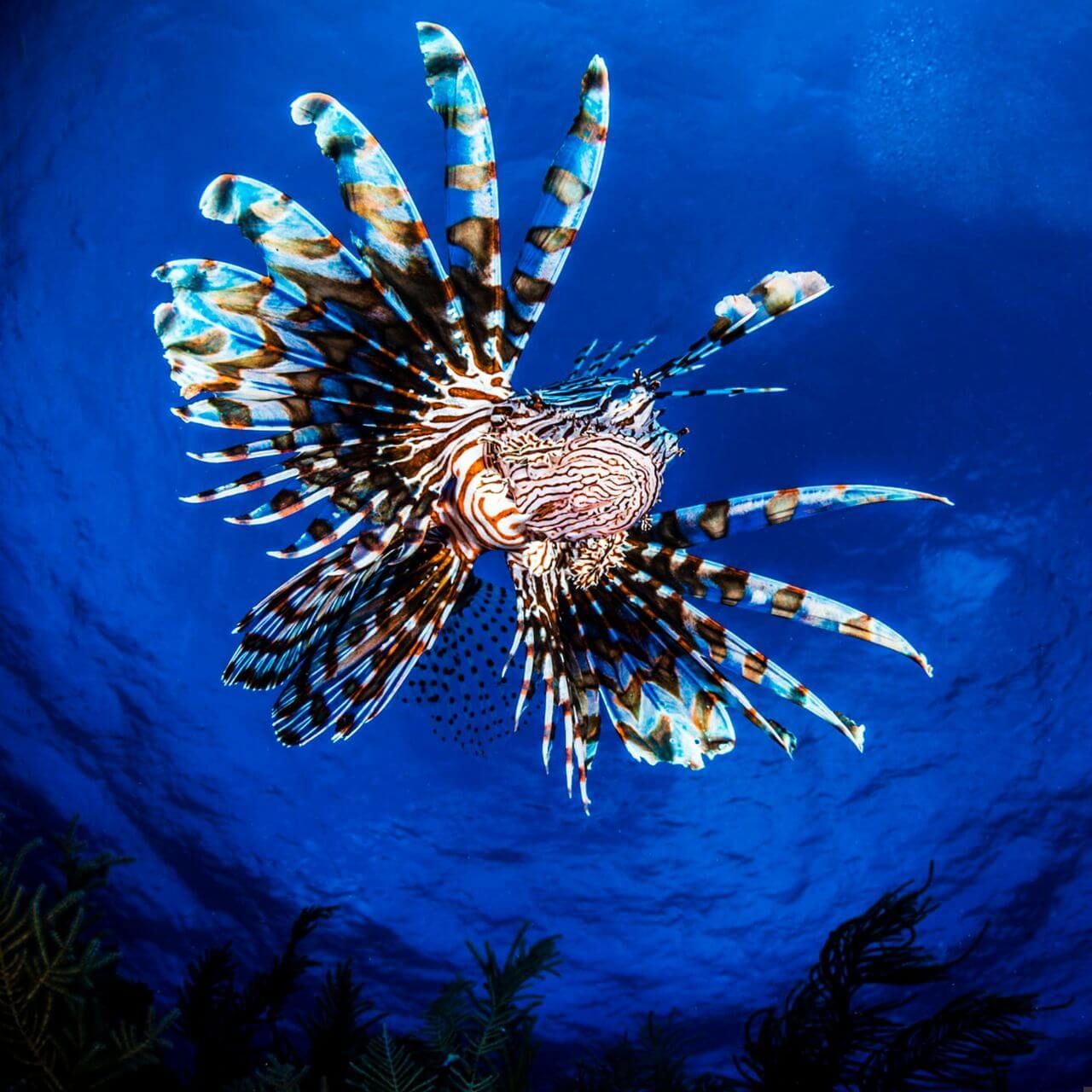 Lionfish | Invasive Species Takeover