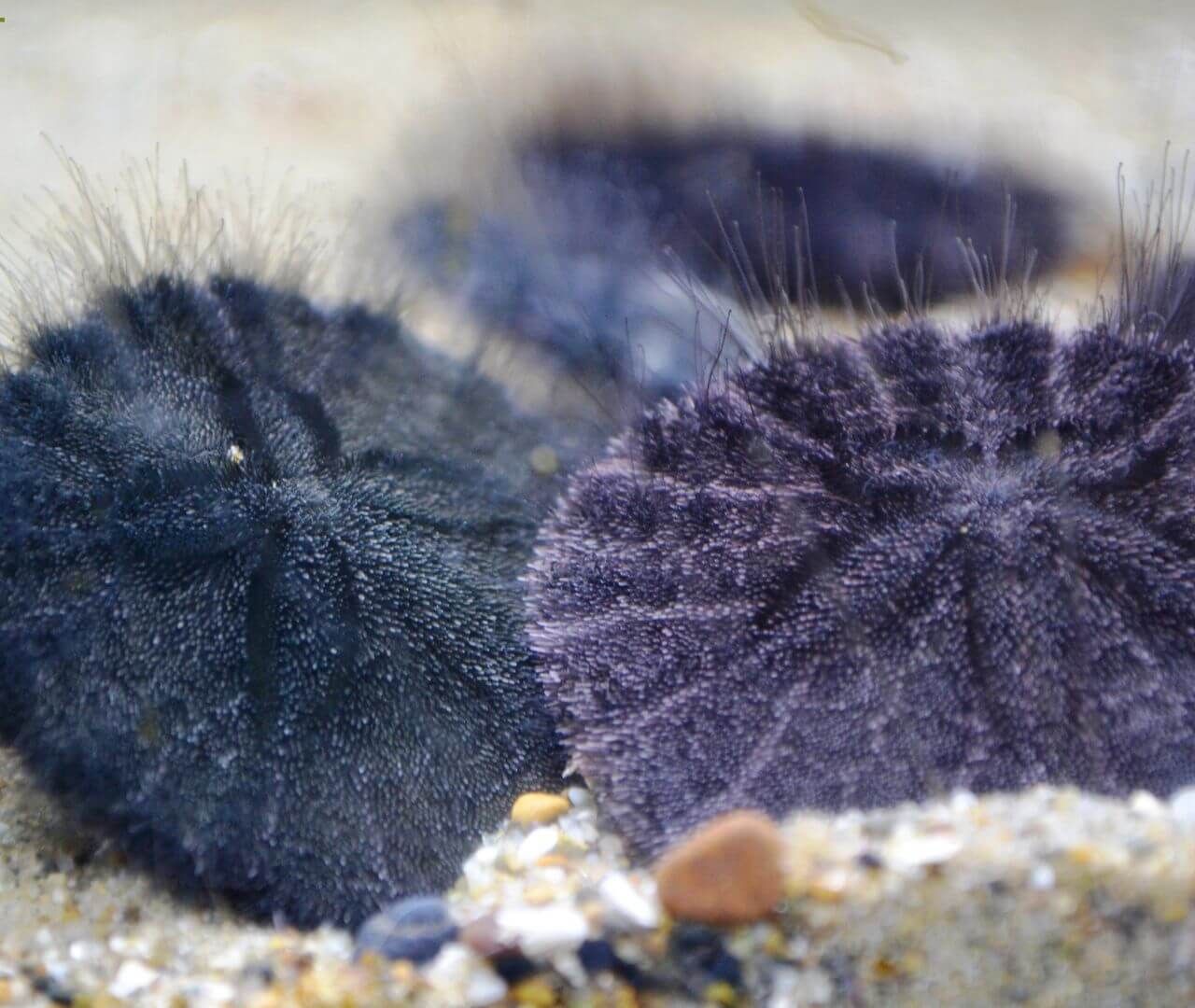 Sea Urchins | Prickly Ocean Invertebrates