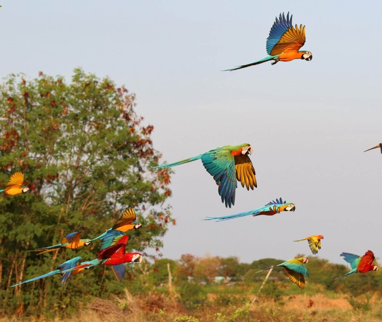 Macaws | The World's Largest Parrots
