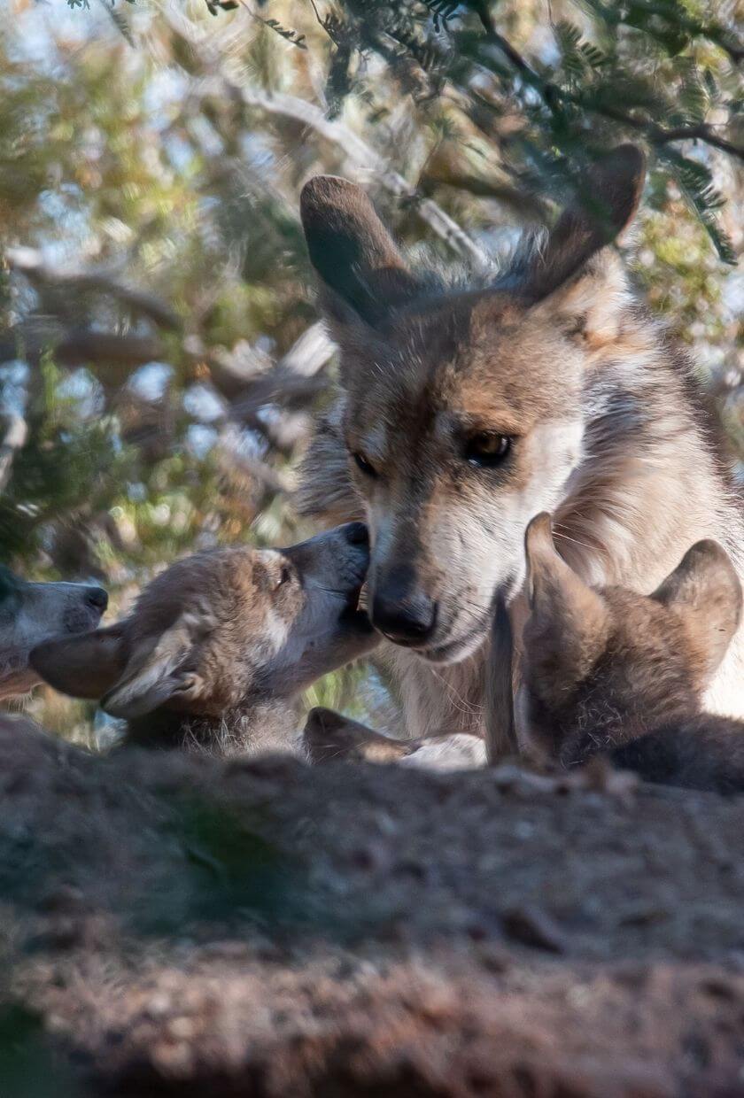 Mexican Gray Wolf | Saving the Mexican Wolf