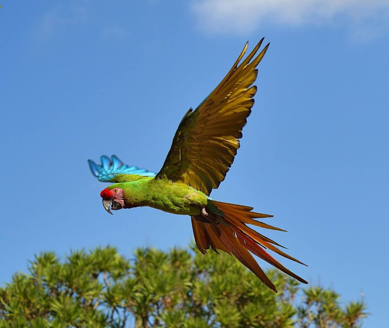 Macaws | The World's Largest Parrots