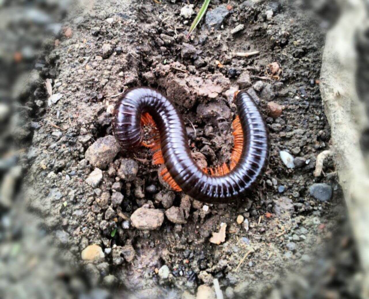 Decomposers | Breaking Down Dead Matter