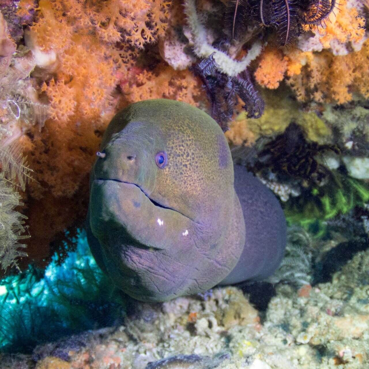 Moray Eels | Colorful, Reef-Dwelling Eels