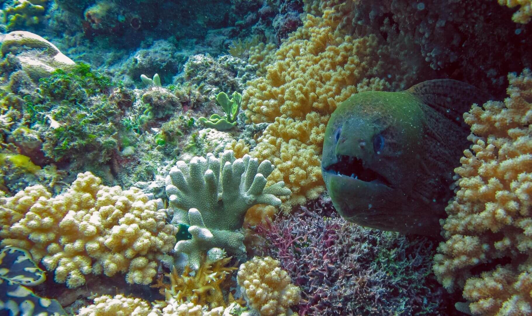 Moray Eels