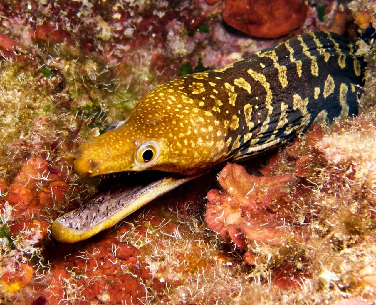 Moray Eels | Colorful, Reef-Dwelling Eels