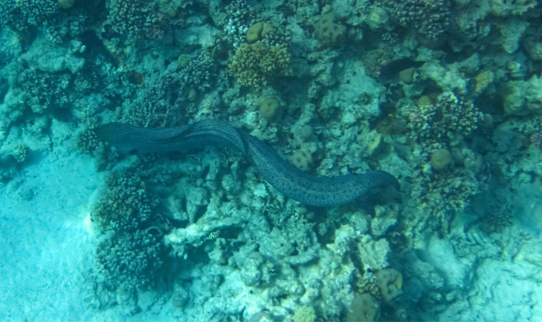 Moray Eels