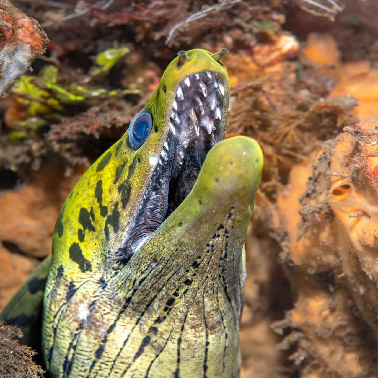 Moray Eels | Colorful, Reef-Dwelling Eels