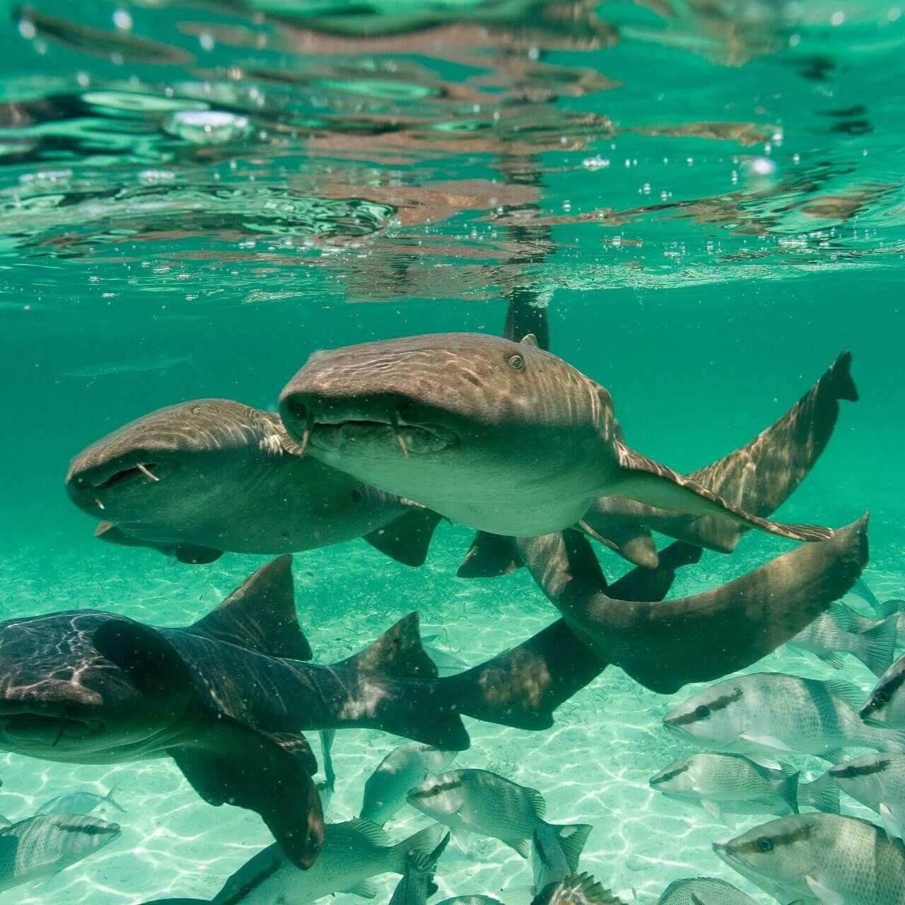 Sharks | Powerful (and Misunderstood) Ocean Predators