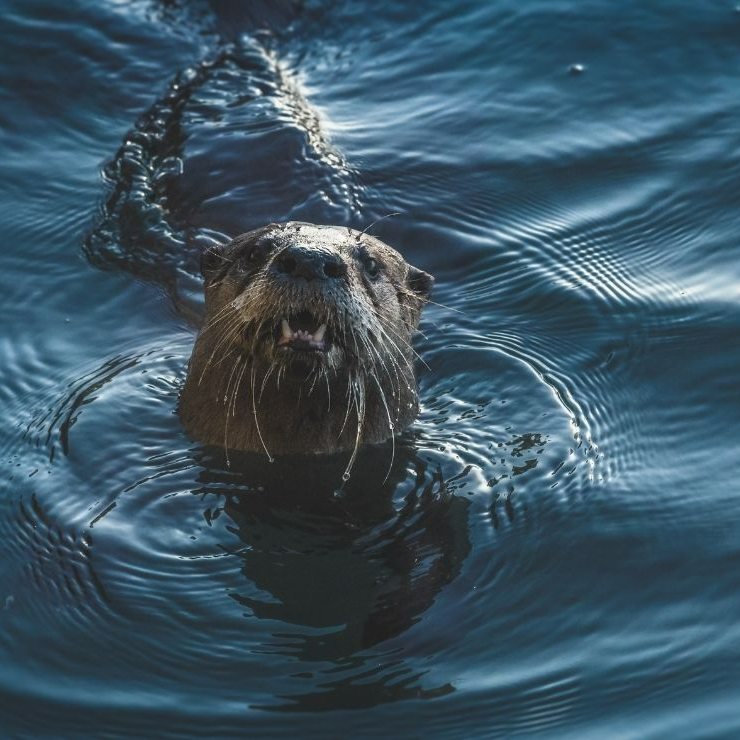 Animal Senses | How Do Animals Sense the World?