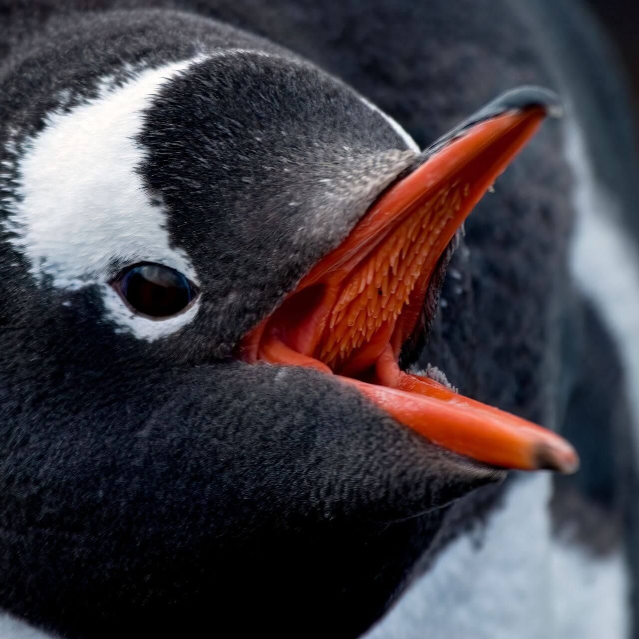 Penguins | Flightless Birds of the Southern Hemisphere